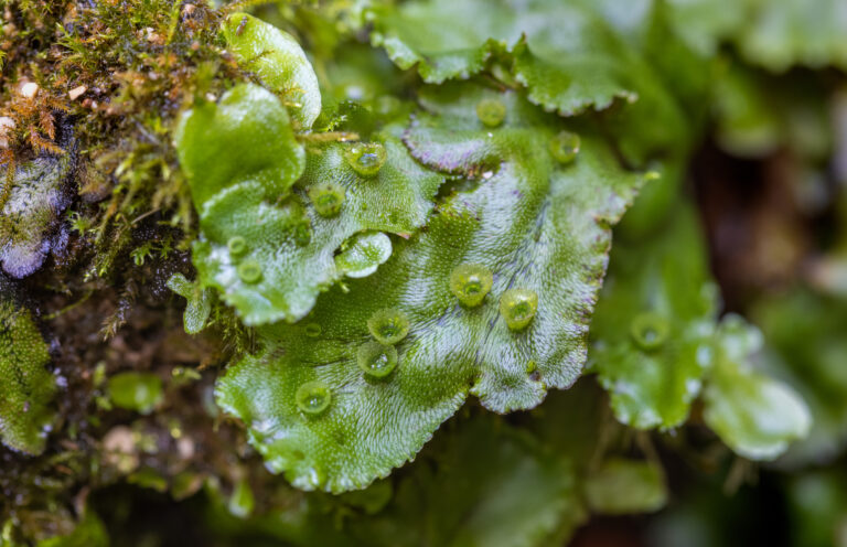 What are bryophytes? – BRYOMOLECULES Project