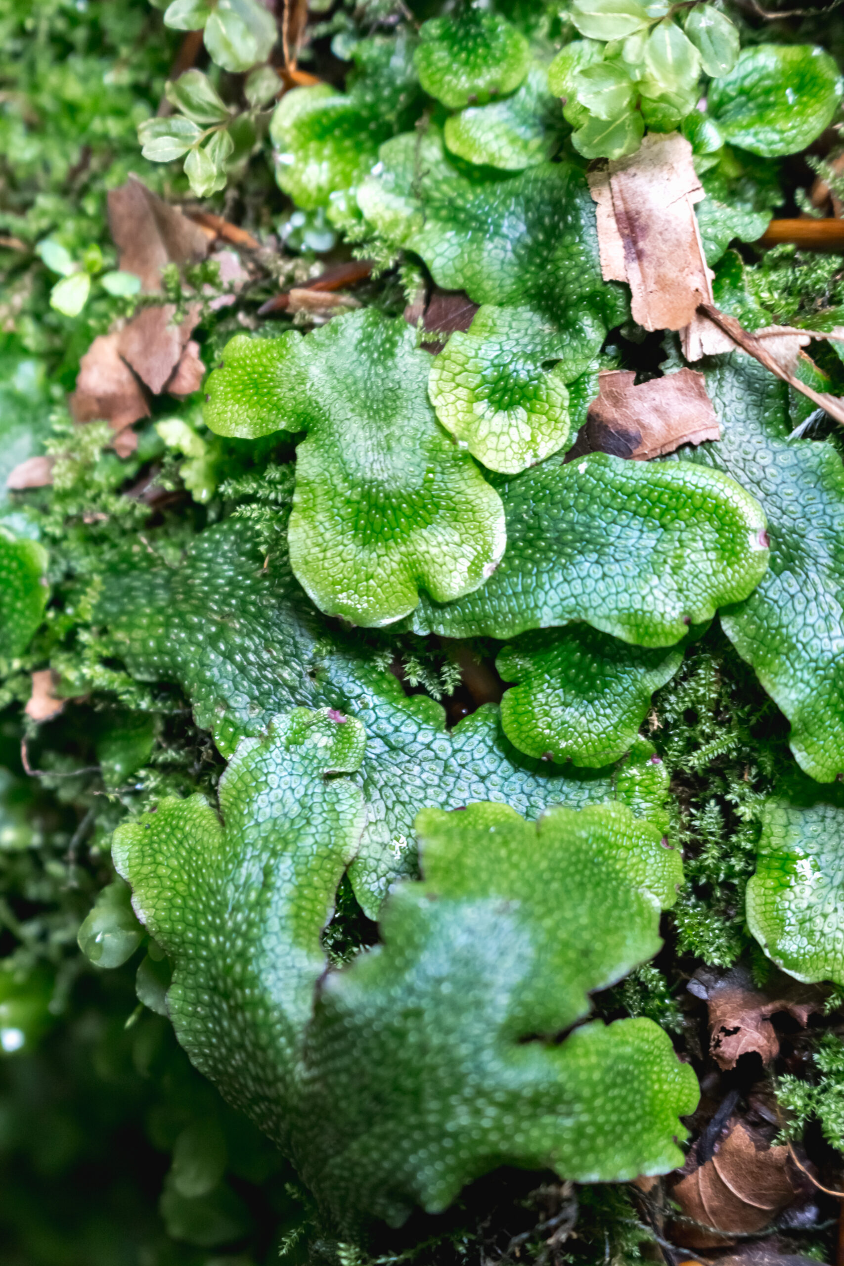 What are bryophytes? – BRYOMOLECULES Project
