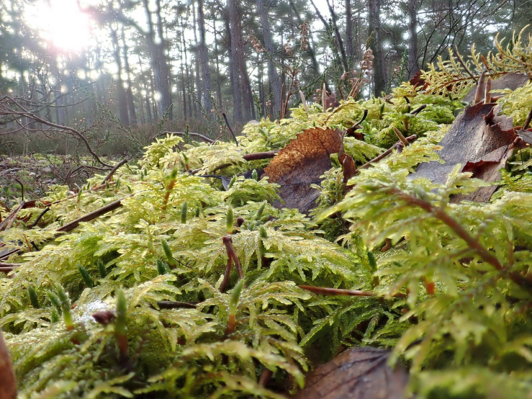 How Bryophytes Are Vital to Forest Ecosystems – BRYOMOLECULES Project
